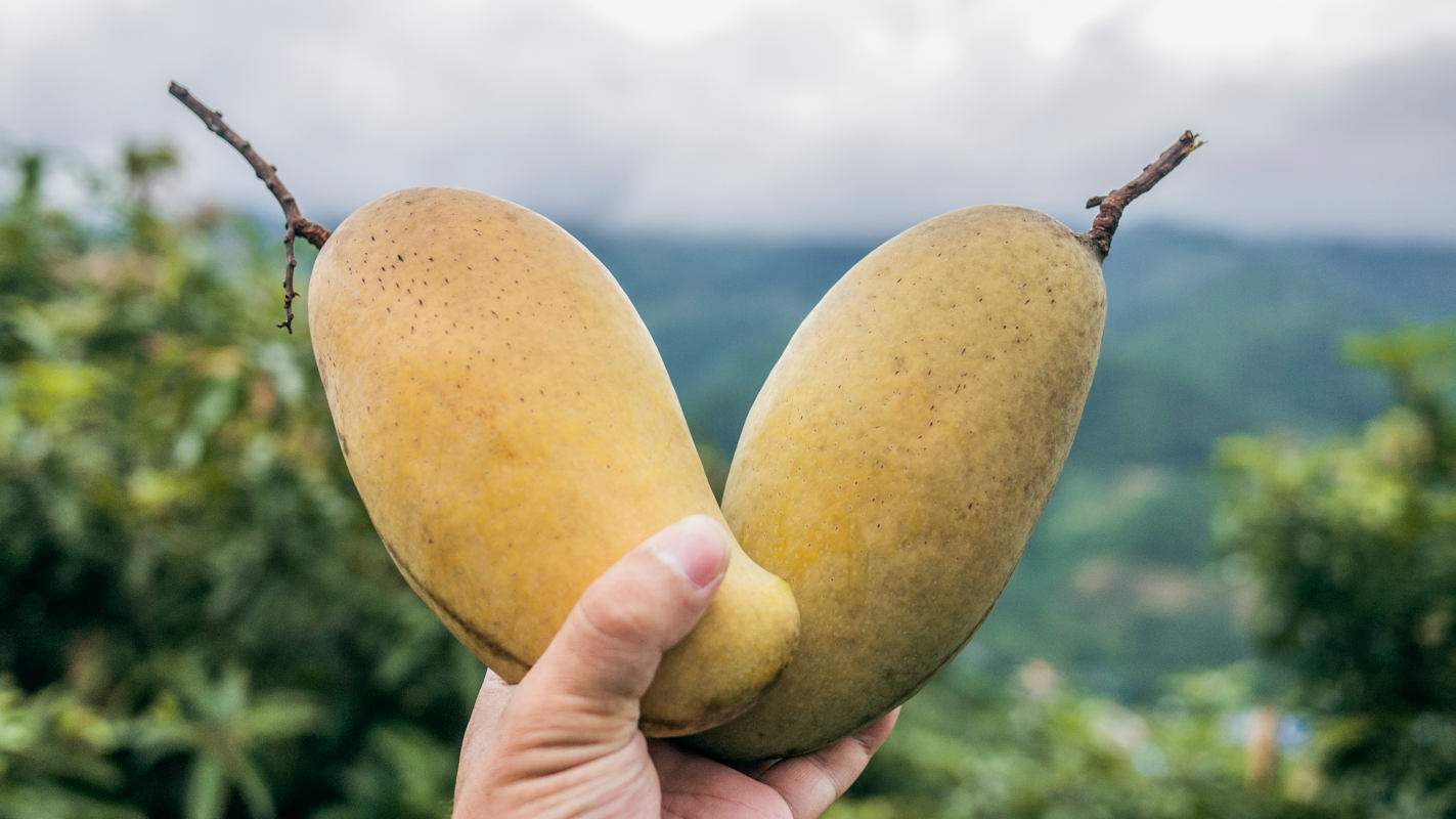 Discover Mango Producers from Around the World - GoodProducer