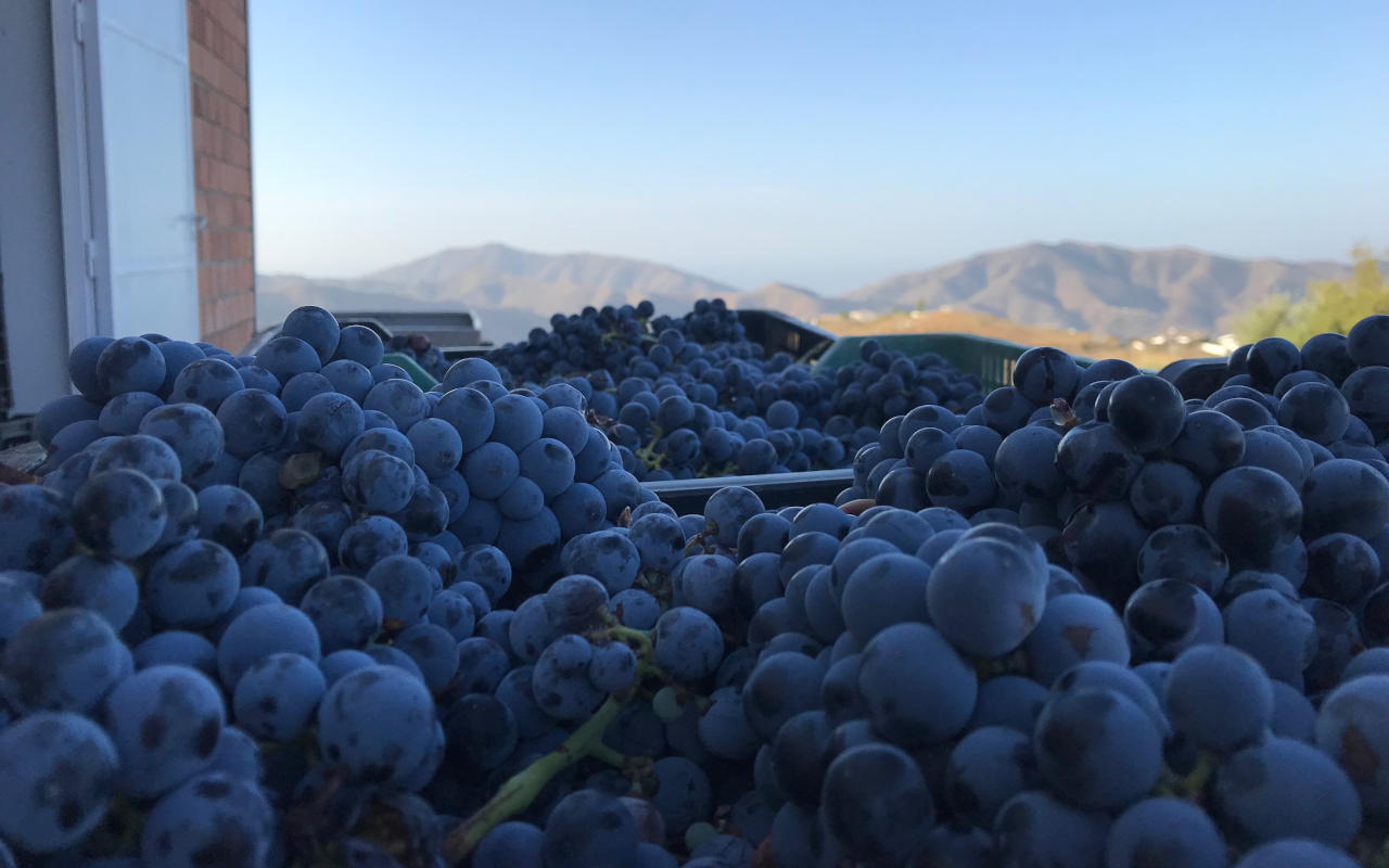 Indigenous grape Romé from Axarquía - GoodProducer