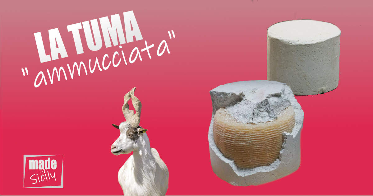 Sicilian cheese La Tuma "ammucciata" - GoodProducer