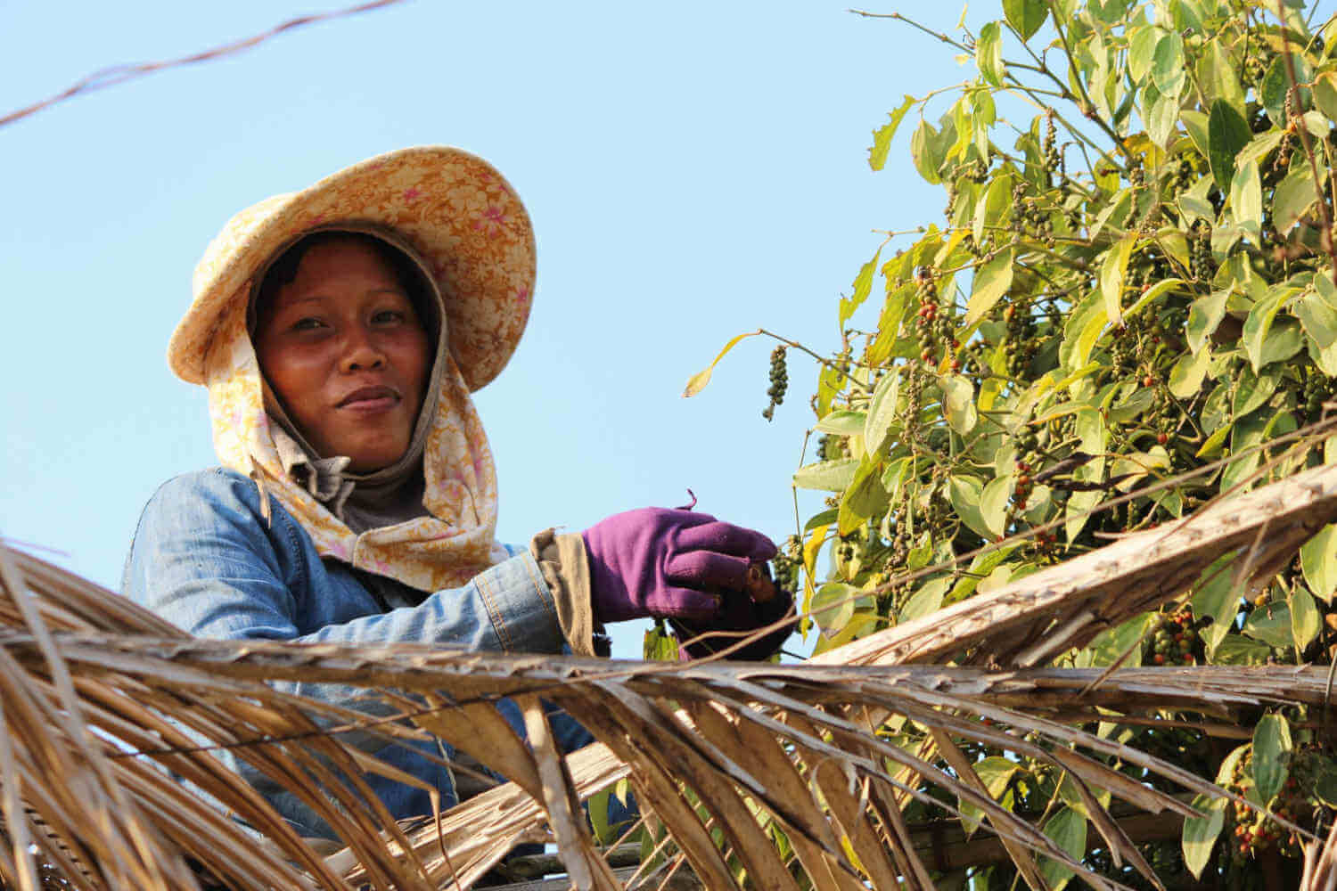 La Plantation, Organic Kampot Pepper Farm - GoodProducer